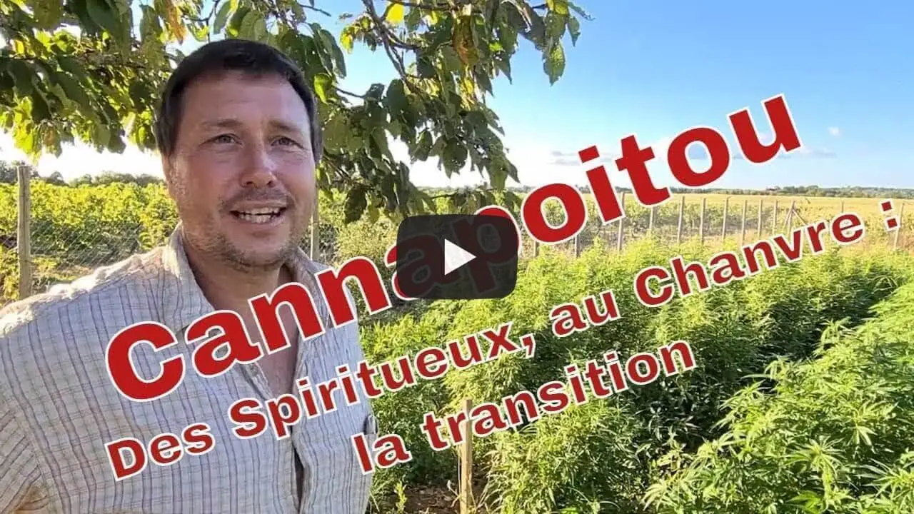 Formation chanvre : ce que vous devez savoir pour vous lancer